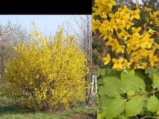 Arbuste caduque | PPT