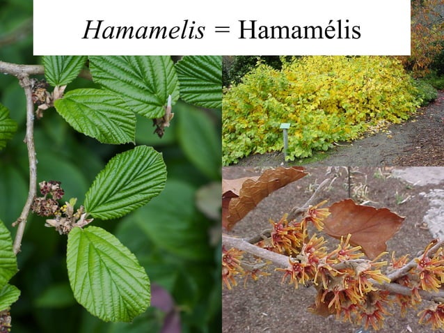 Arbuste caduque | PPT