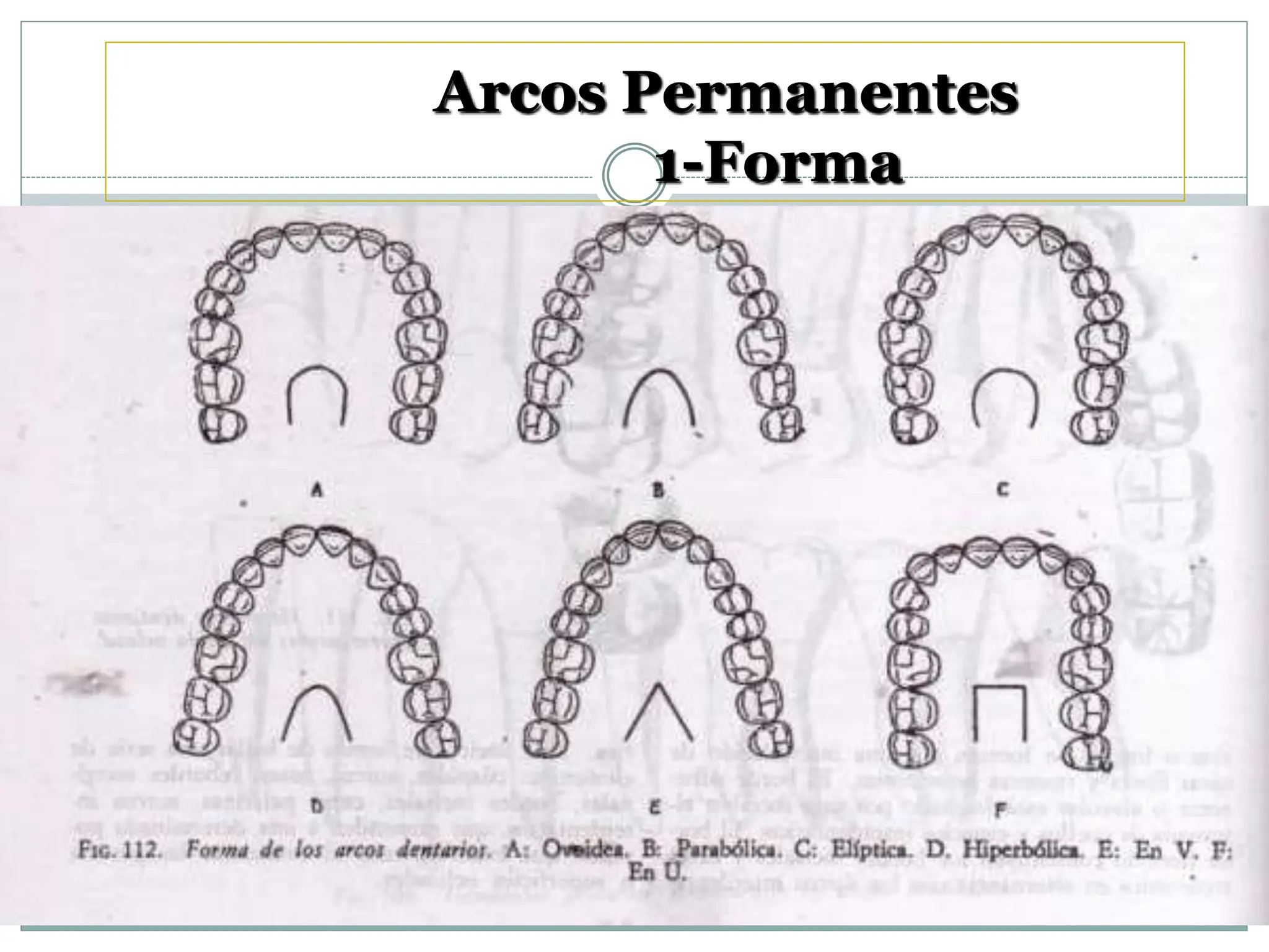 Anatomía dentaria - Arcadas-dentarias.ppt