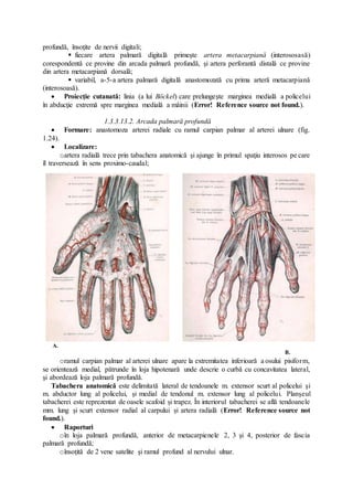 arcadele mainii.docx