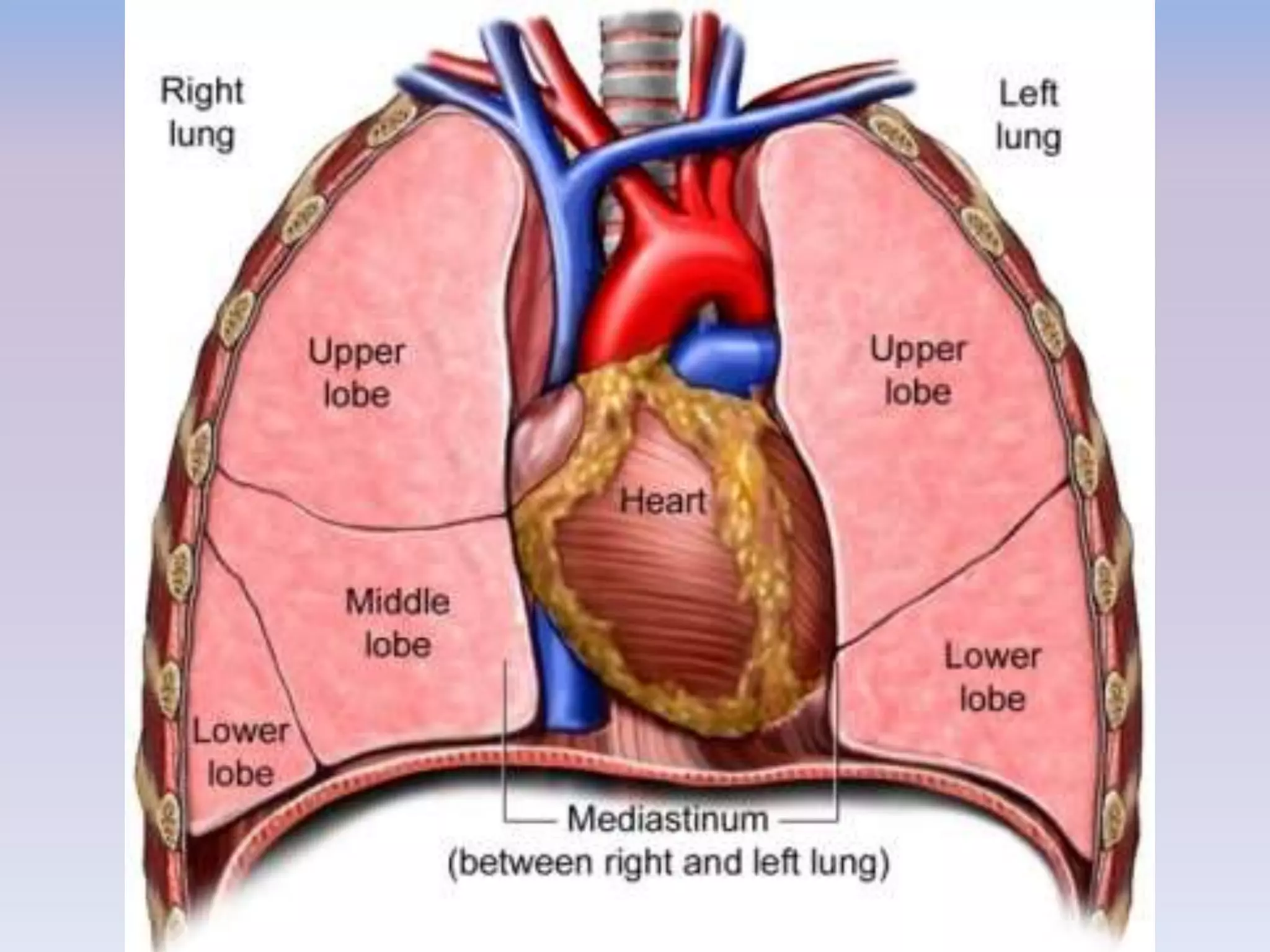 Signs in Chest Xray | PPTX
