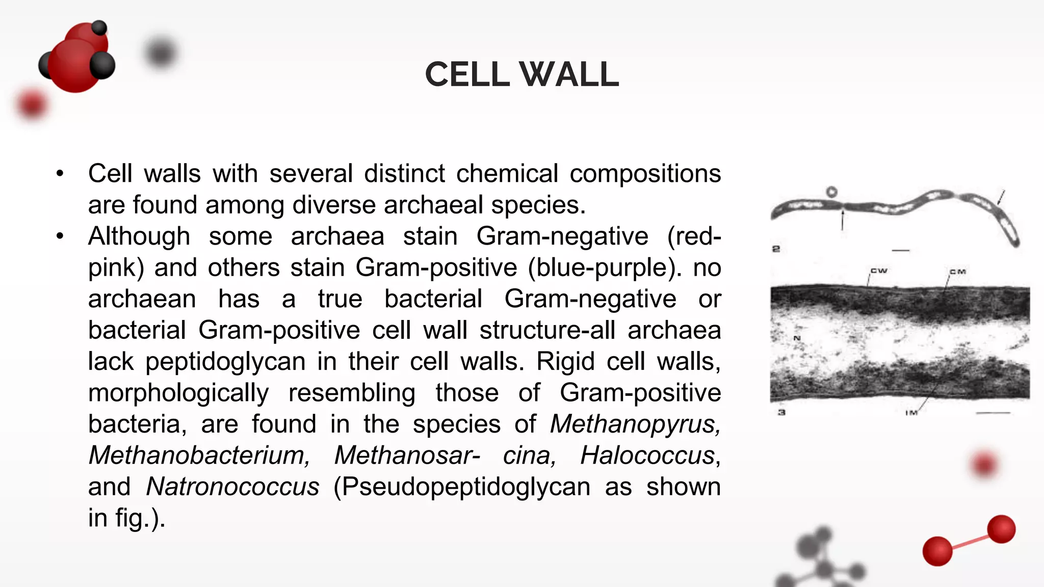 Archaea Bacteria (Methanogens, Halophiles, Thermophiles) | PDF