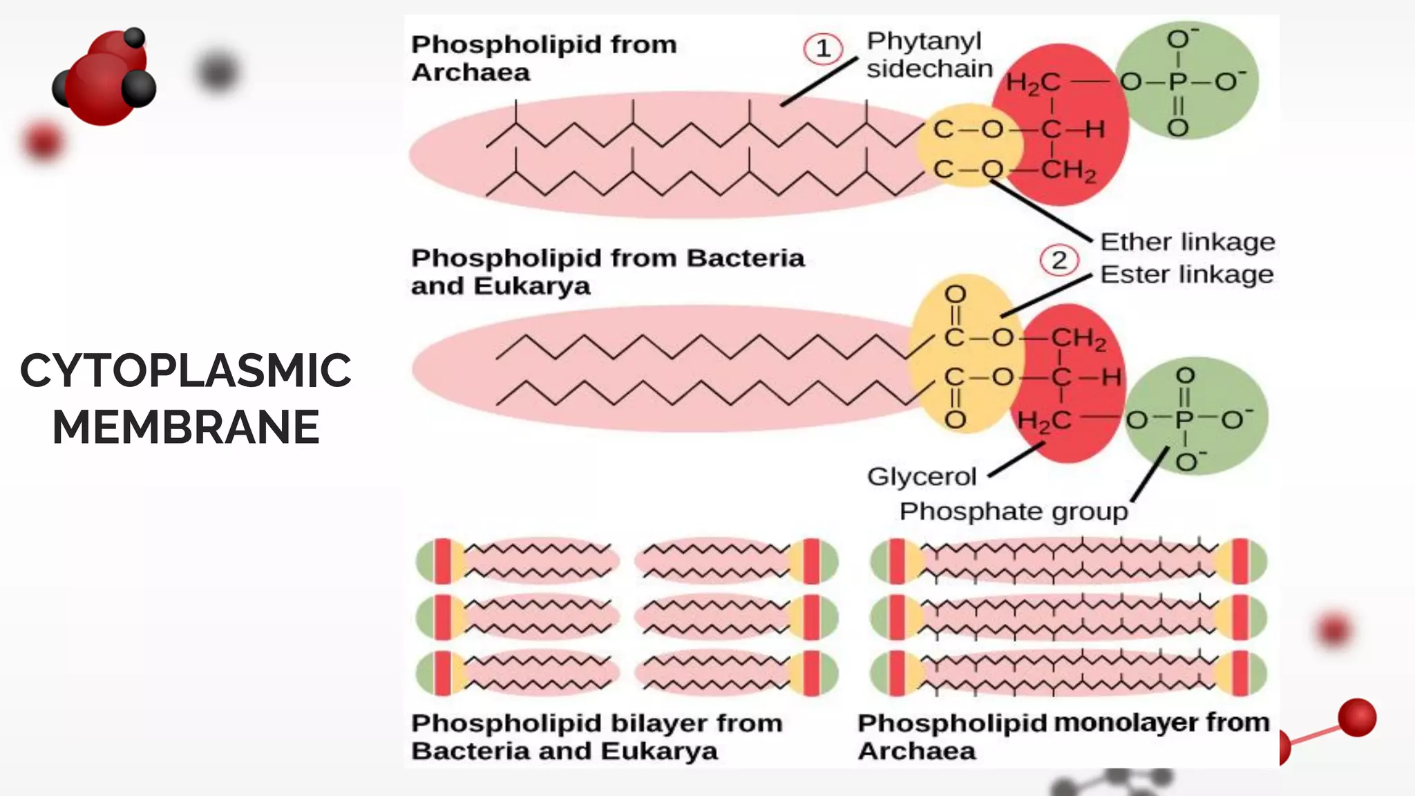 Archaea Bacteria (Methanogens, Halophiles, Thermophiles) | PDF