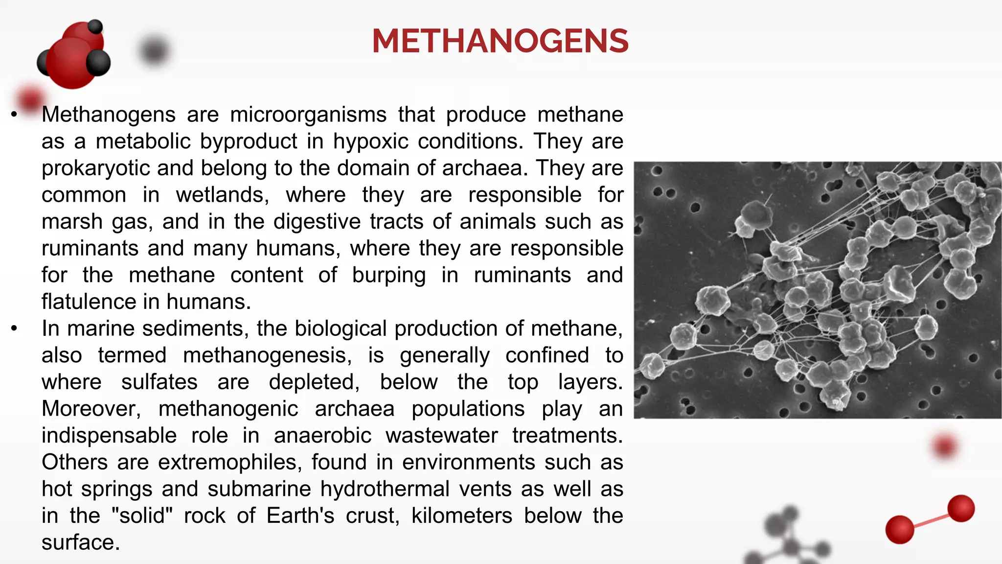 Archaea Bacteria Methanogens Halophiles Thermophiles Pdf