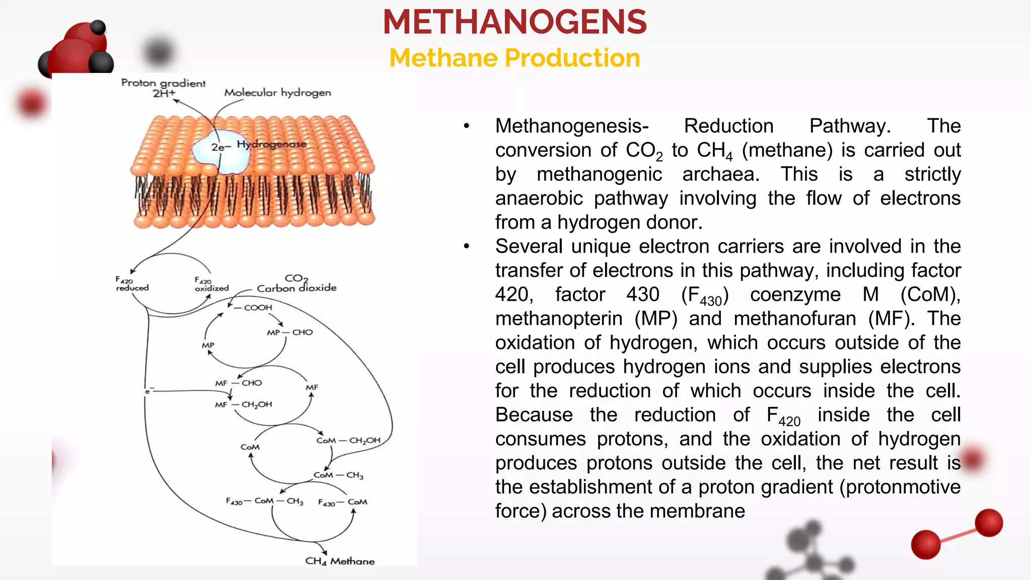 Archaea Bacteria (Methanogens, Halophiles, Thermophiles) | PDF