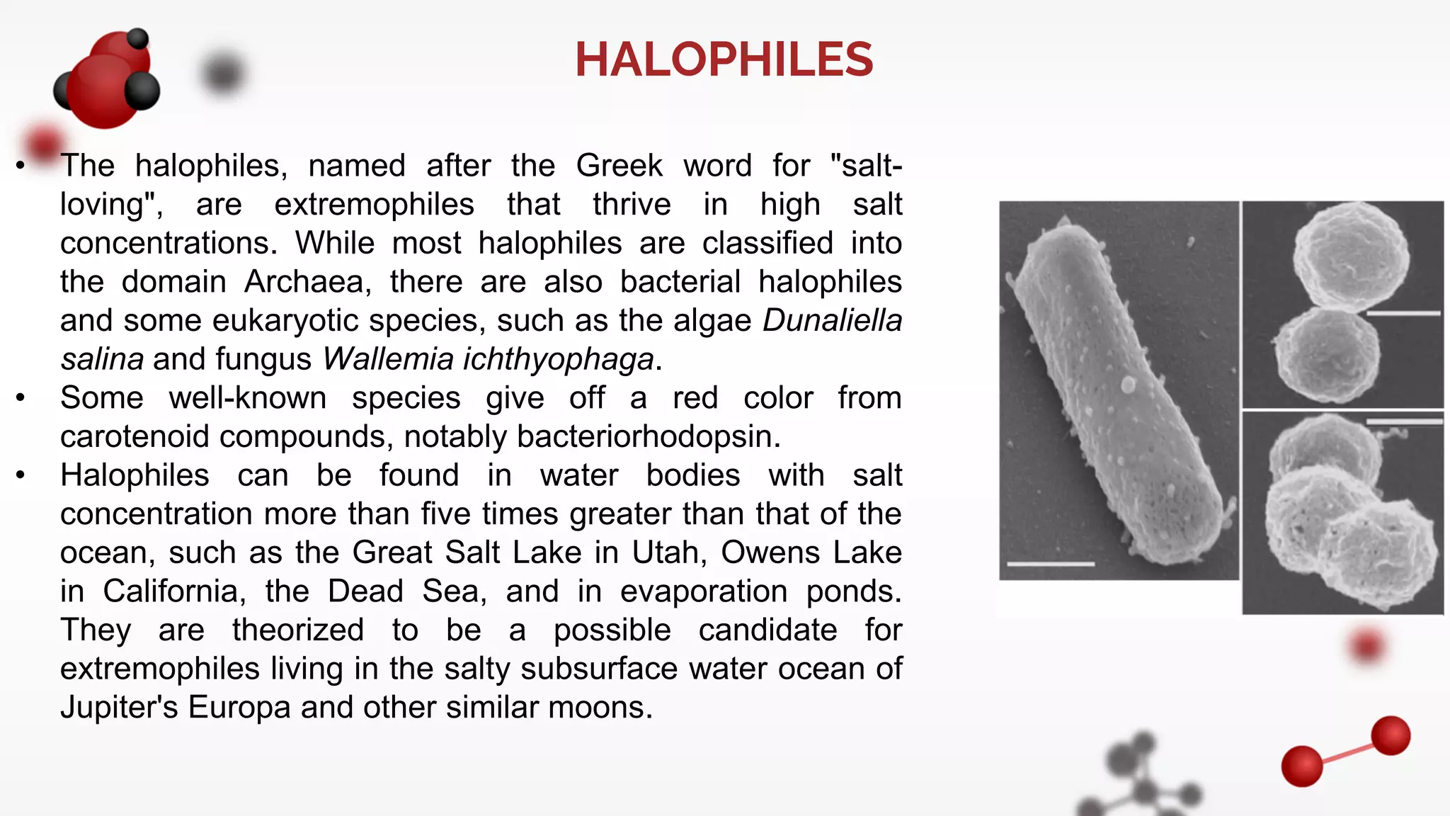 Archaea Bacteria (Methanogens, Halophiles, Thermophiles) | PDF