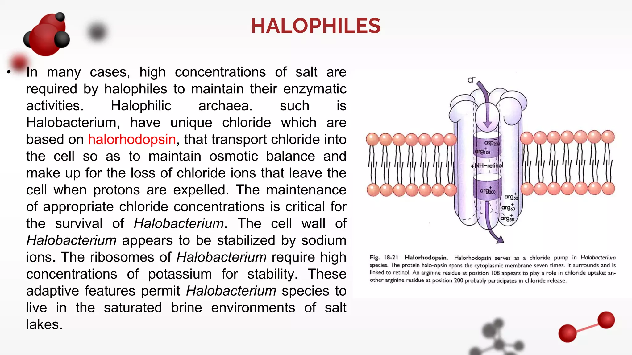 Archaea Bacteria (Methanogens, Halophiles, Thermophiles) | PDF