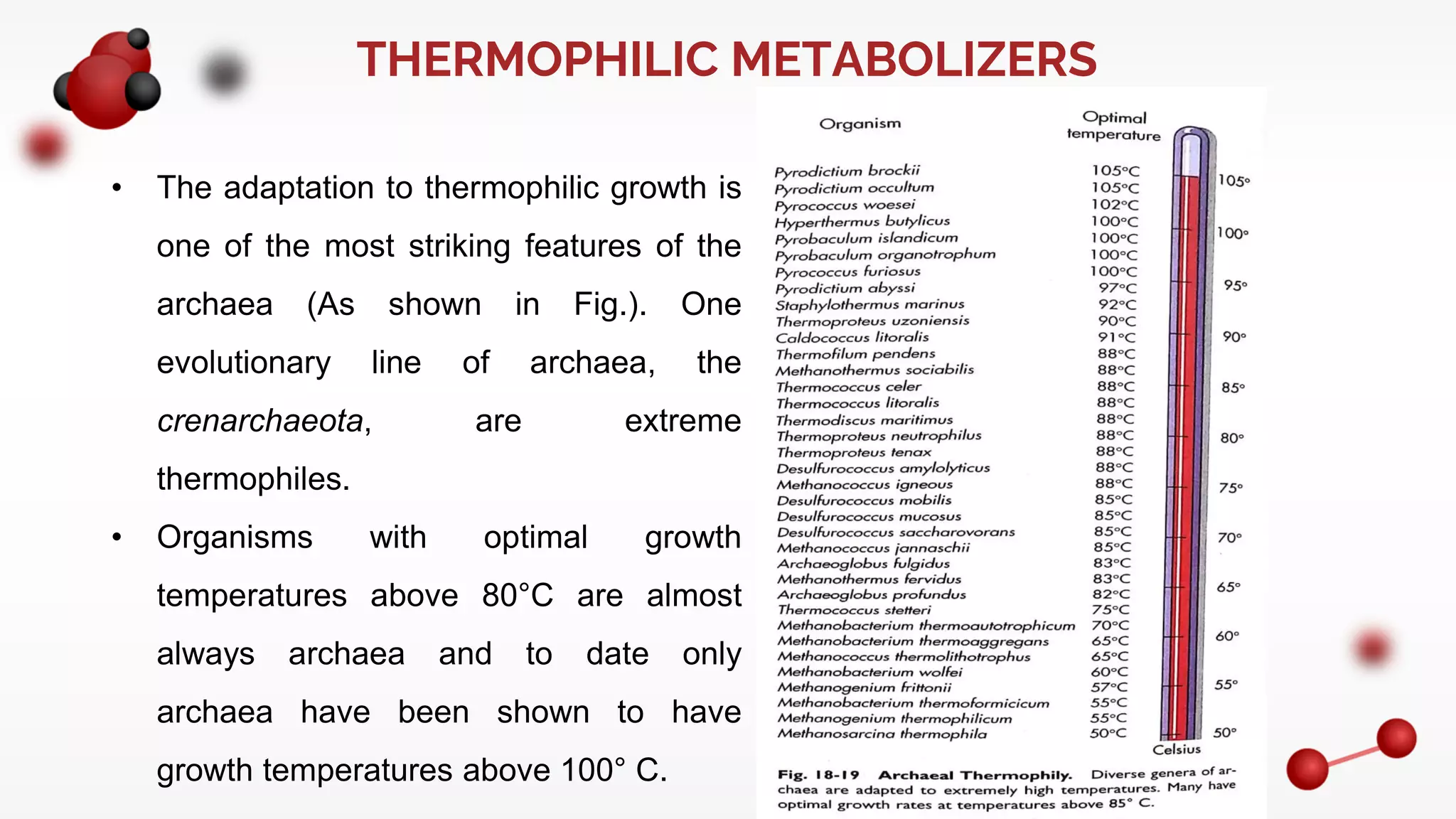 Archaea Bacteria (Methanogens, Halophiles, Thermophiles) | PDF