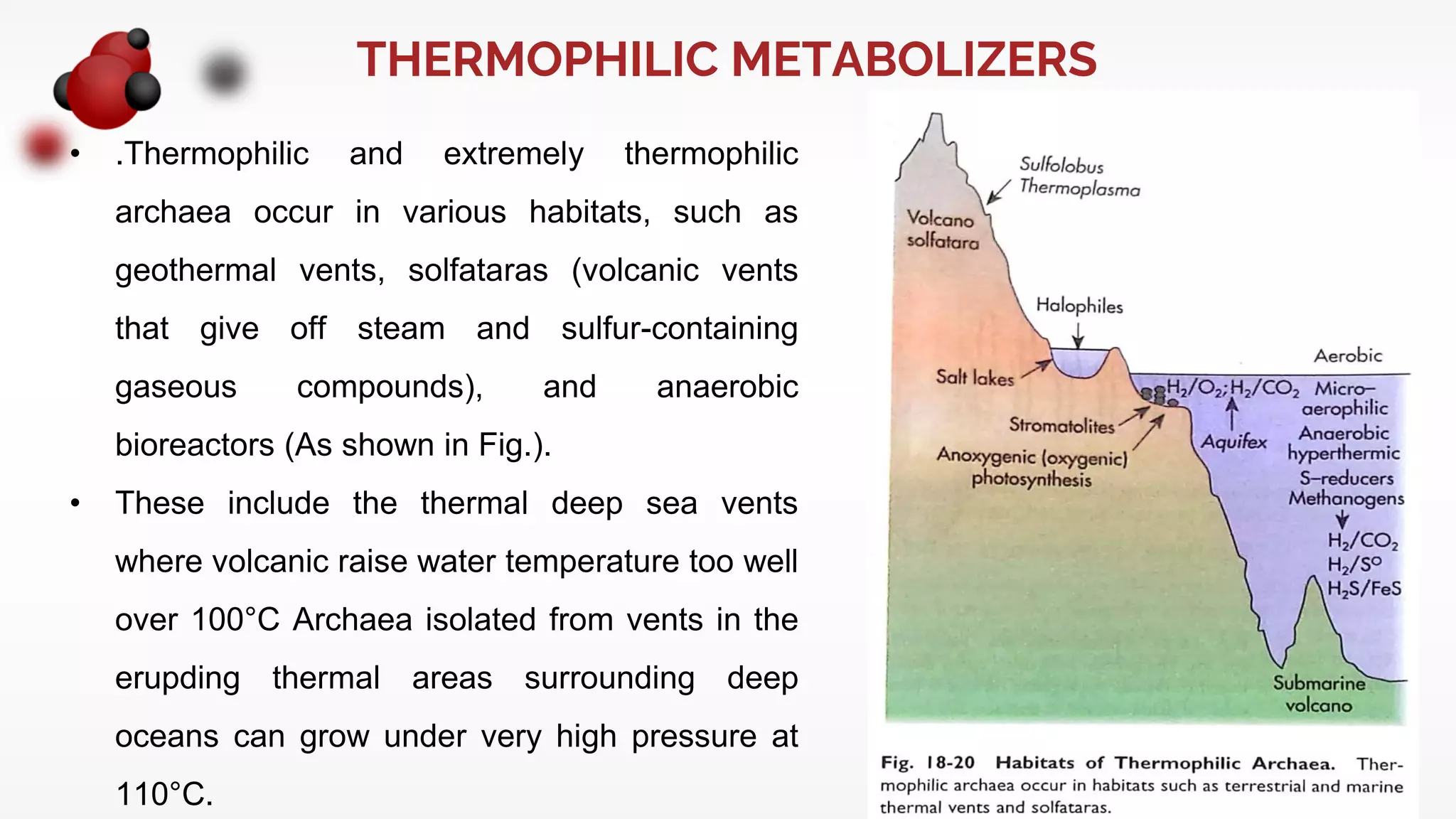 Archaea Bacteria (Methanogens, Halophiles, Thermophiles) | PDF