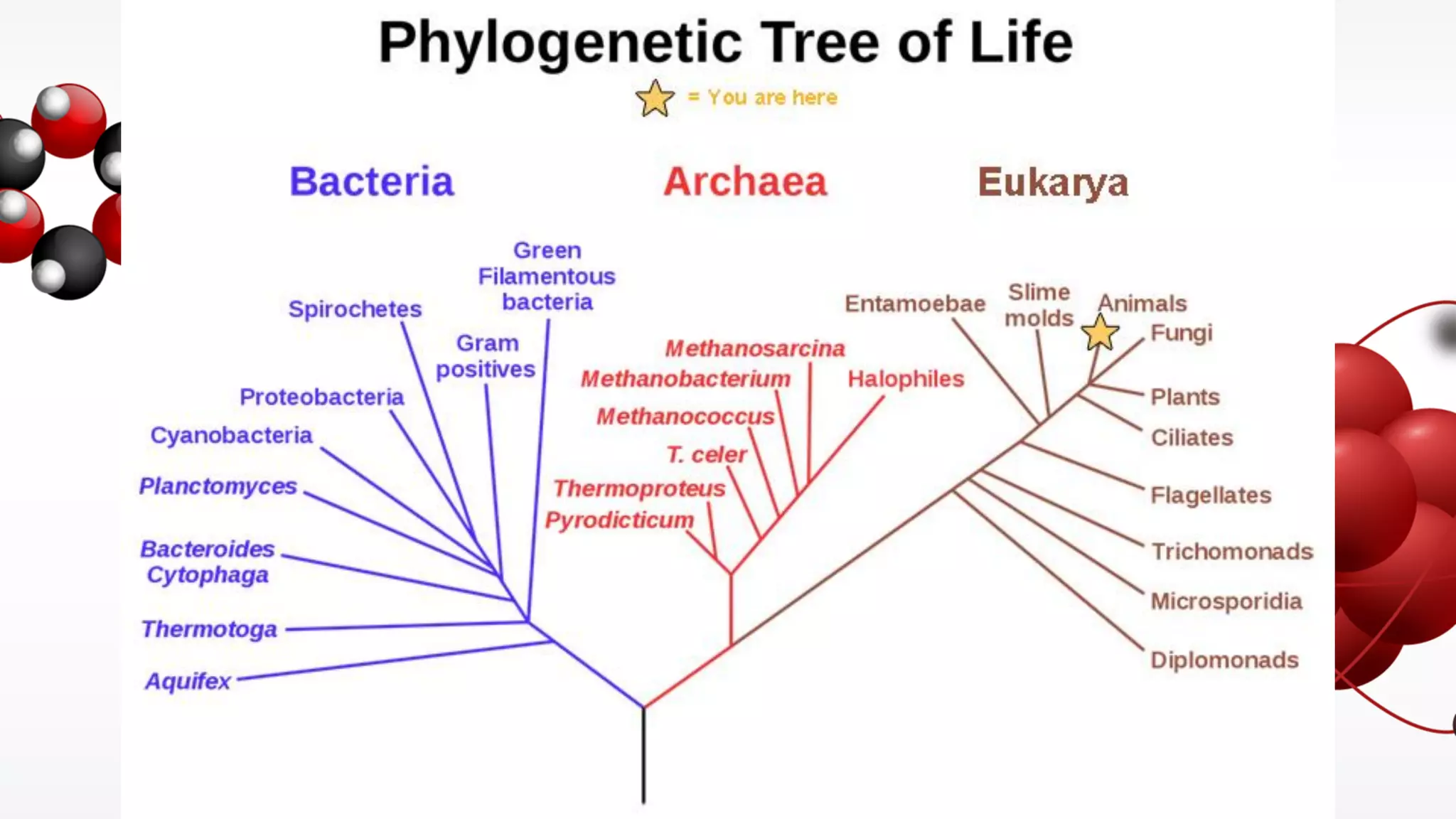 Archaea Bacteria (Methanogens, Halophiles, Thermophiles) | PDF