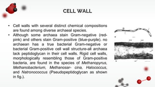 Archaea Bacteria (Methanogens, Halophiles, Thermophiles) | PDF