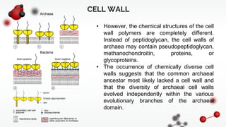 Archaea Bacteria (Methanogens, Halophiles, Thermophiles) | PDF
