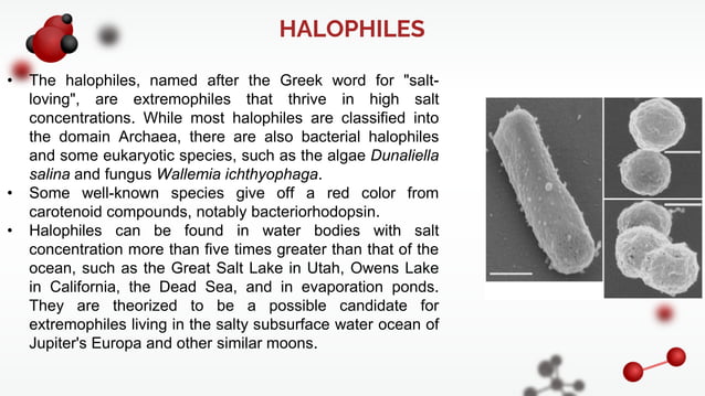 Archaea Bacteria (Methanogens, Halophiles, Thermophiles) | PDF