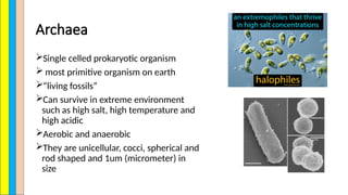 Archaea.pptx microbsbdmcnnsnxndkskdnxxmskxnxn | PPTX
