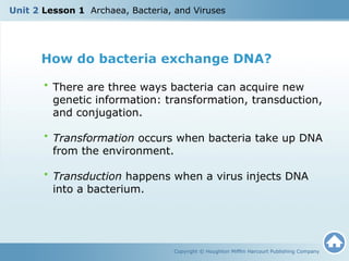 Archaea Bacteria Viruses, Notes - Slides | PPT