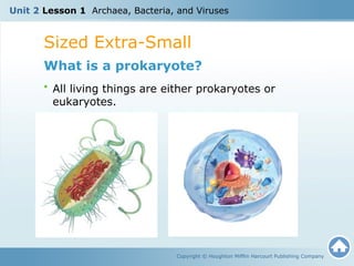Archaea Bacteria Viruses, Notes - Slides | PPT