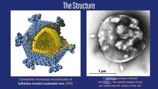 Archaeal Virus.pdf
