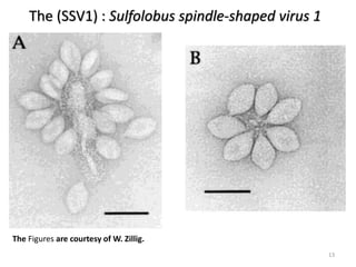 Archaeal viruses | PPTX