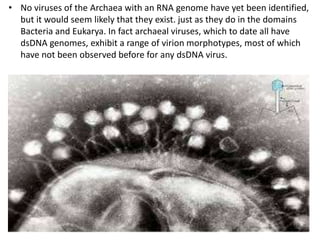Archaeal viruses | PPTX