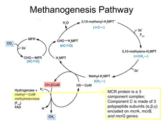Archaea methanogens | PPT