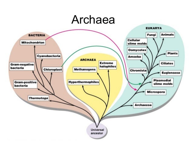 Archaea Methanogens