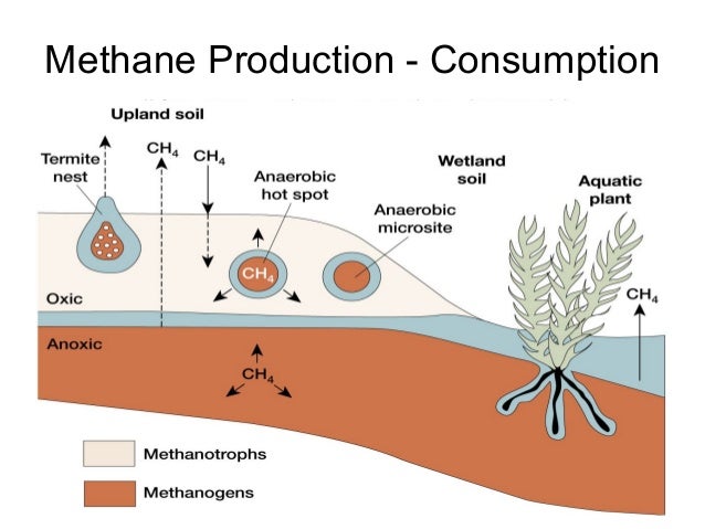 Archaea methanogens