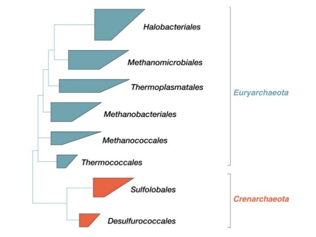 Archaea Methanogens