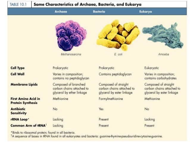 Archaea Methanogens