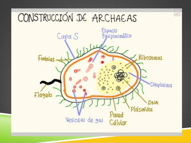 Archaeas