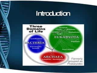 Archaebacteria | PPT