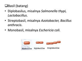Archaebacteria | PPT