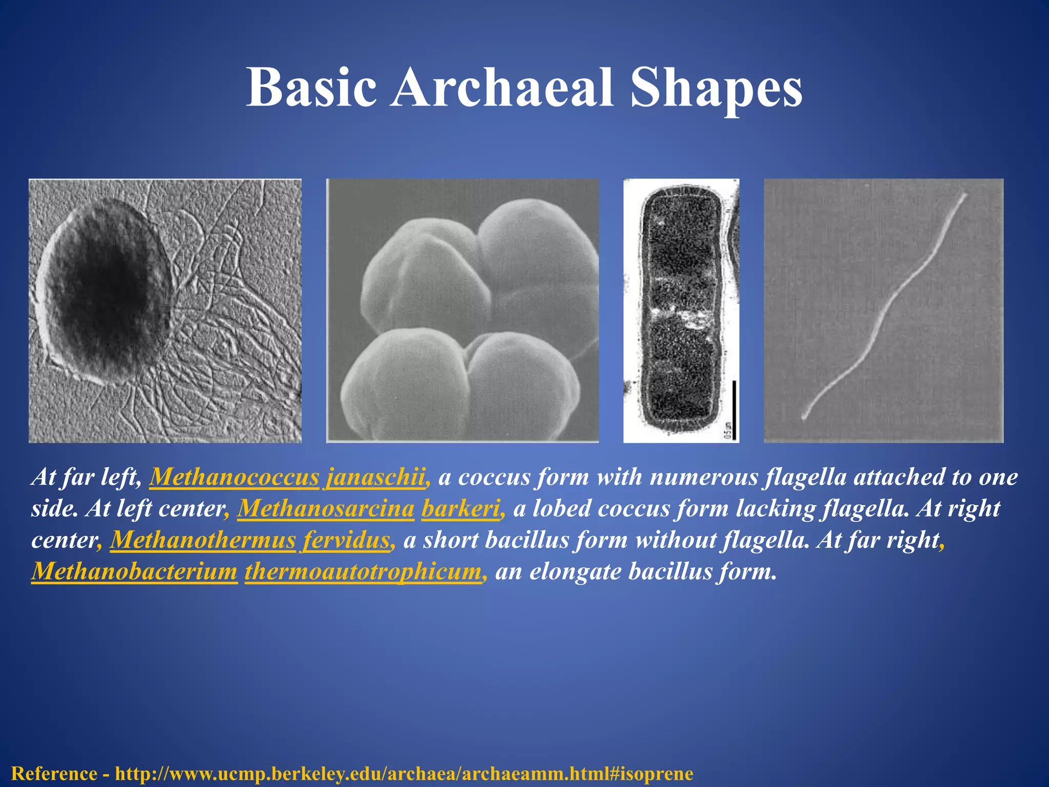 Archaebacteria. | PPTX