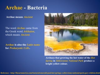 Archaebacteria. | PPTX
