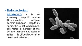 Archaebacteria | PPT | Free Download