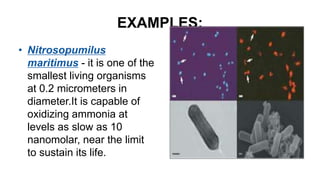 Archaebacteria | PPTX