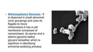 Archaebacteria | PPTX