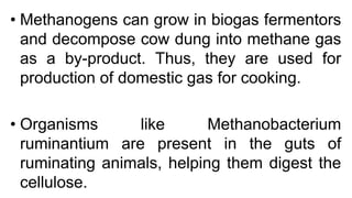 Archaebacteria | PPT