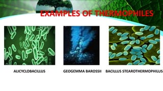 Archaebacteria | PPTX
