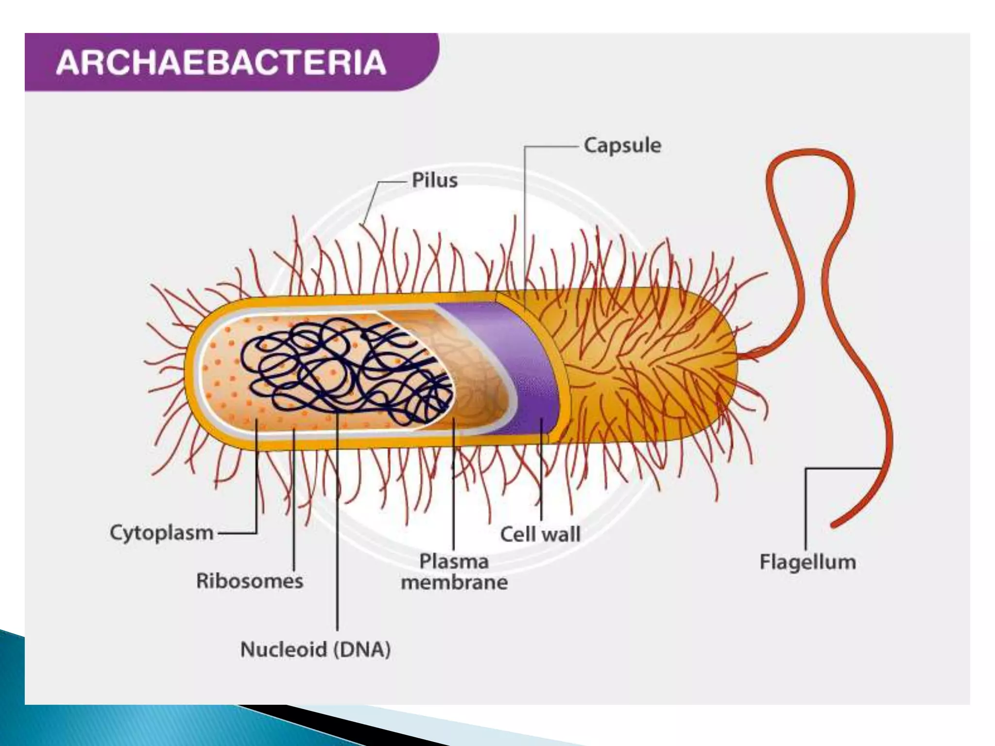Archaebacteria | PPTX
