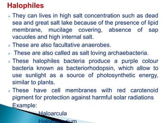 Archaebacteria | PPTX