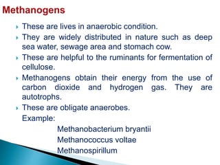 Archaebacteria | PPTX