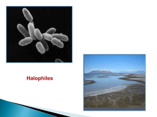 Archaebacteria | PPTX