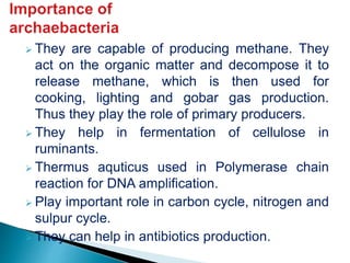 Archaebacteria | PPTX