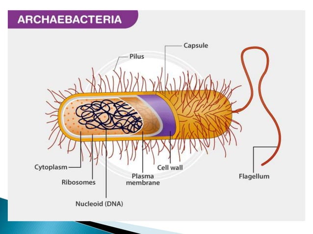 Archaebacteria | PPTX | Chemistry | Science