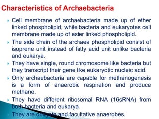 Archaebacteria Characteristics