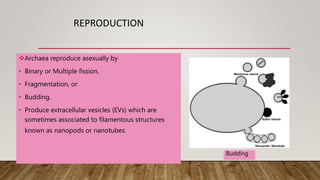 Kingdom Archaebacteria (Microbiology) | PPTX