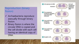 Kingdom Archaebacteria (Microbiology) | PPTX