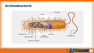 Archaebacteria Structure