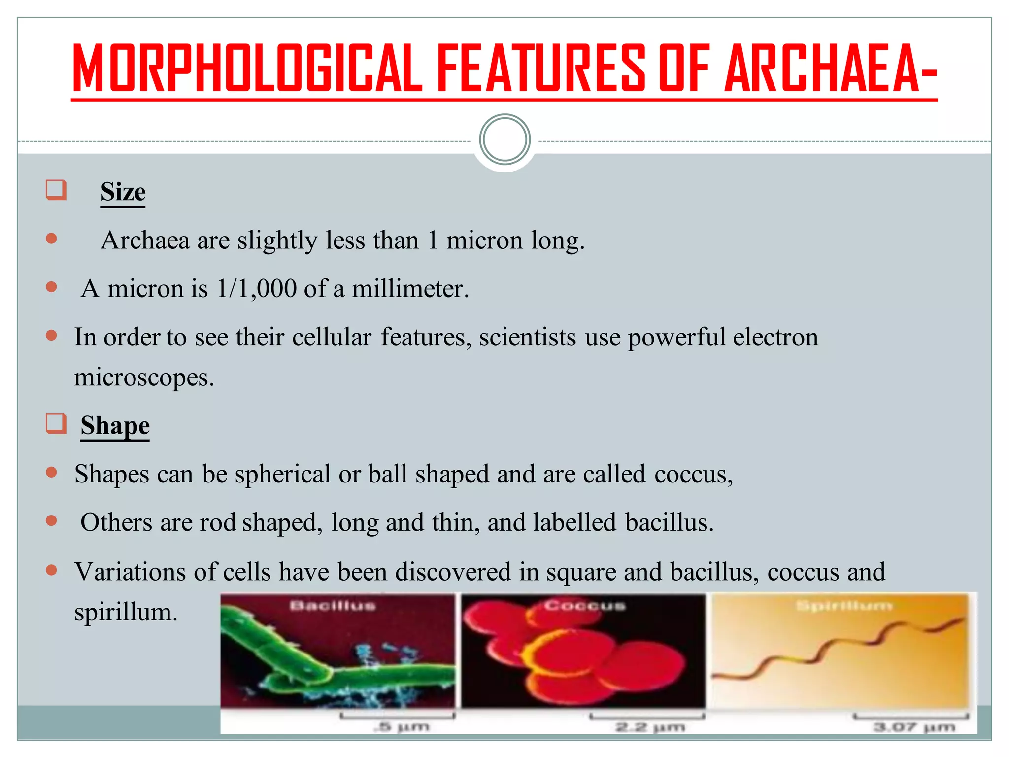 Archaebacteria | PDF
