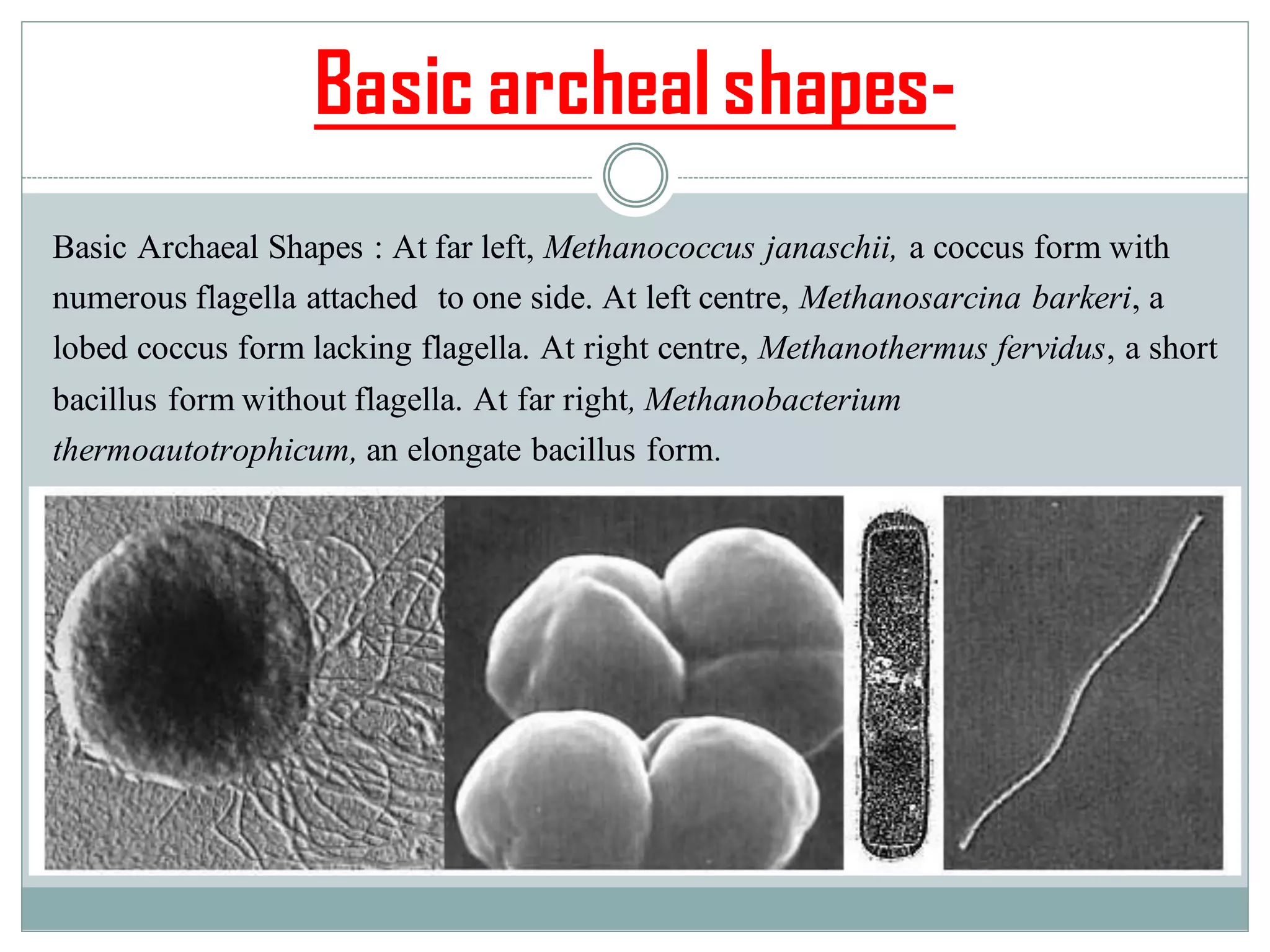 Archaebacteria | PDF